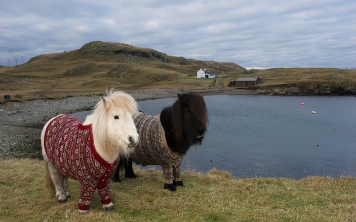 Extremely cool Shetland pony sweater