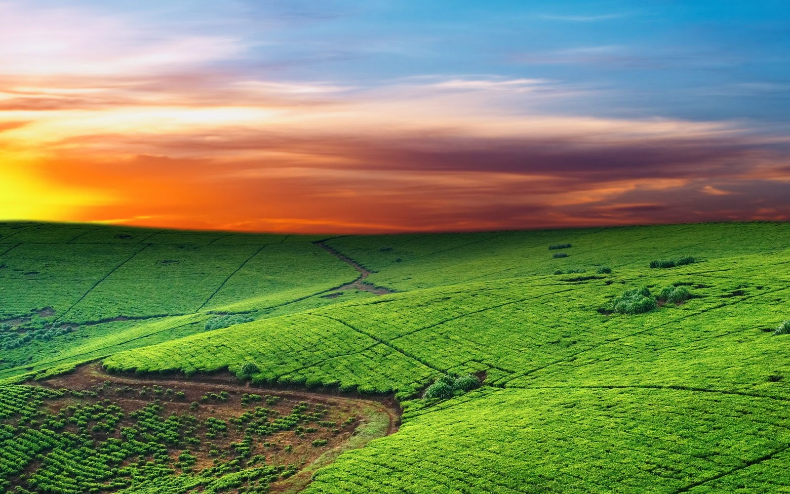 Nature Wallpapers: Grass Fields Wallpaper
