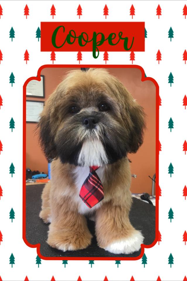 Lhasa Apso Blog: Poetry and Puppies