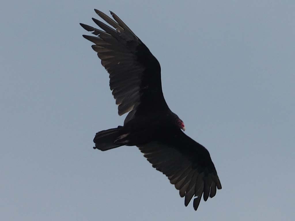 Buitre americano cabecirrojo | Killarney Provincial Park. Ontario