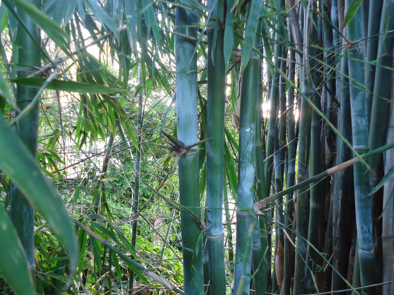 v e r d e c h a c o: julio 2014