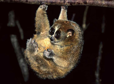 Loris ~ Animals Images