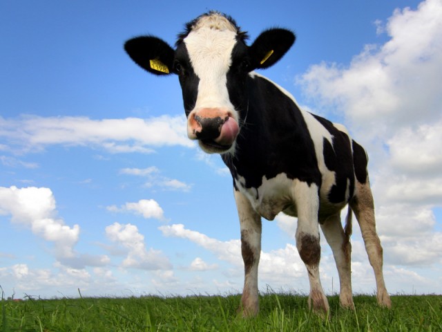 A Lenda da Vaquinha | Mensagens de Luz