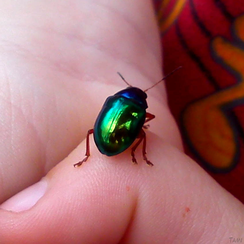 Insetologia - Identificação de insetos: Besouro Verde em Minas Gerais