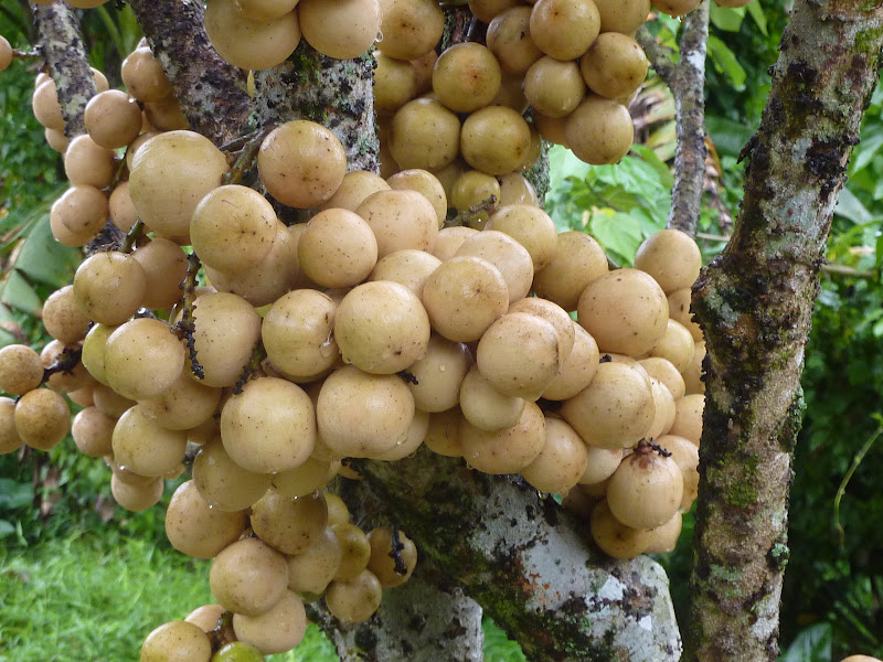 reginanewportfoodblog: LANZONES, the fruit for the gods!