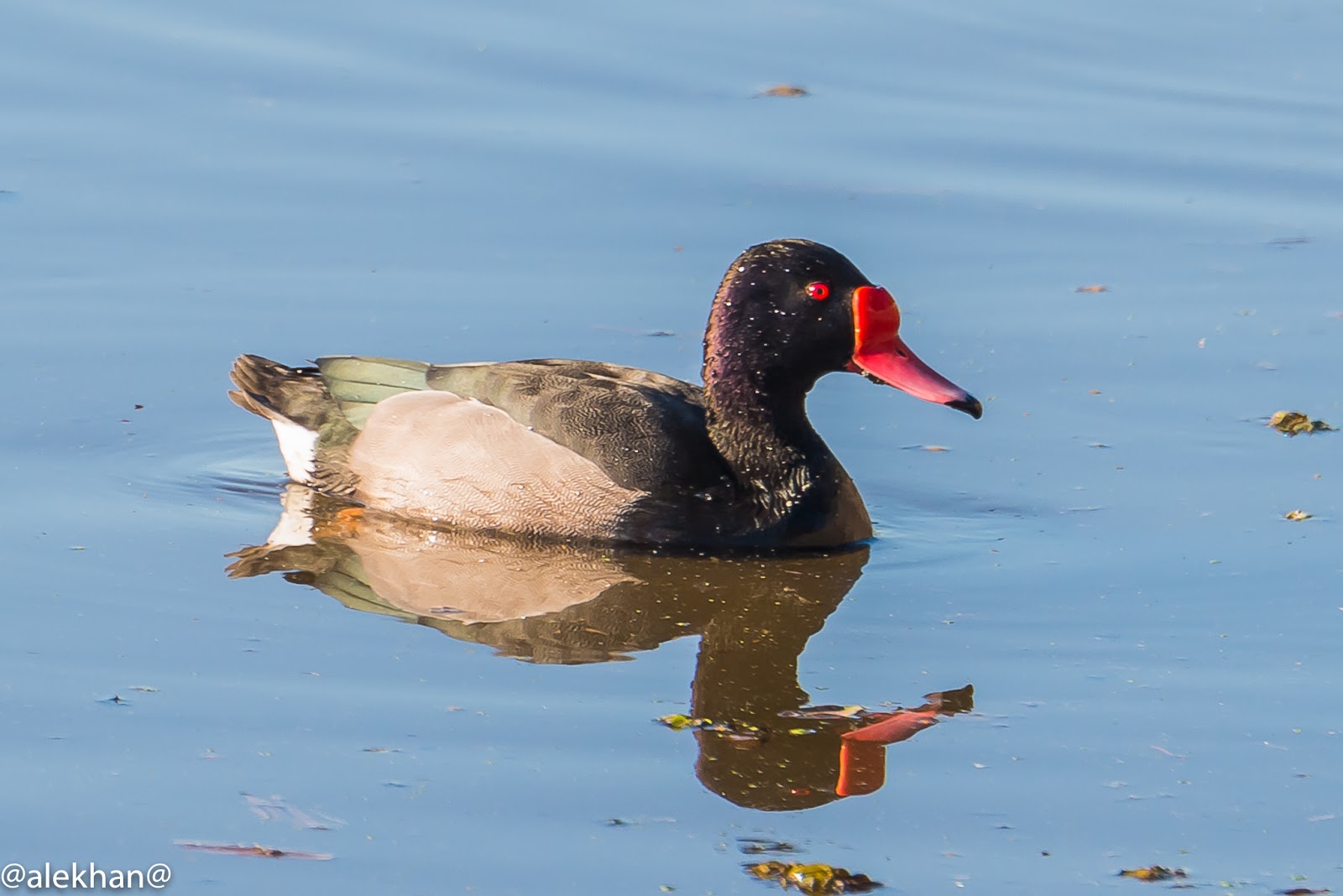 Pájaros, Pajarracos: Pato negro