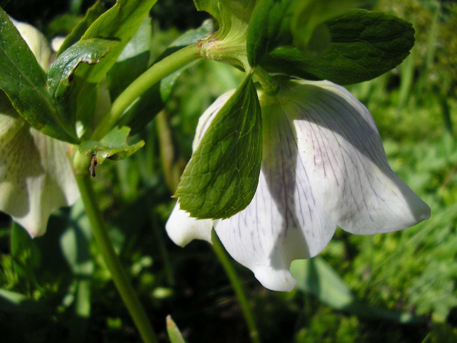 IN MÍJN TUIN ... : SCHADUW