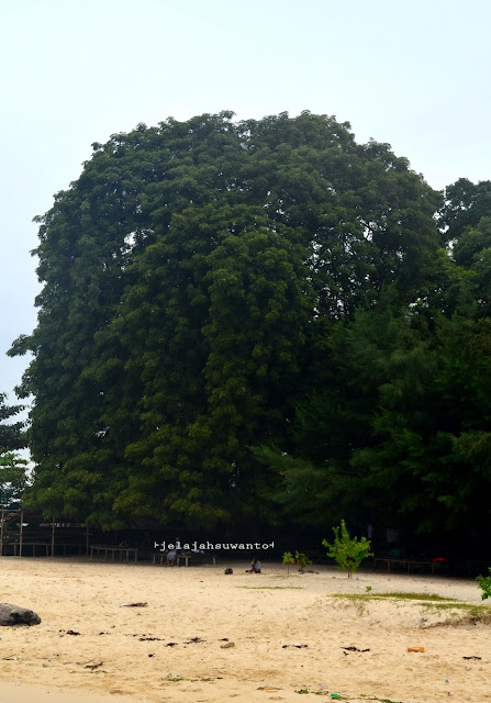 Pohon Kalumpang, ikon pulau samalona versi jelajah suwanto ...