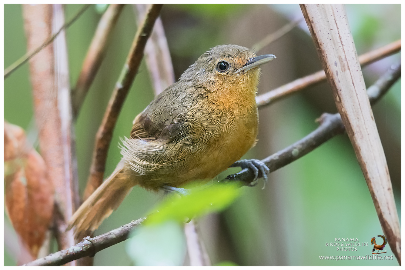 Once more around the Pipeline Road (pt. 1)