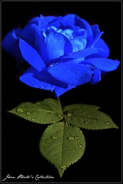 Menakjubkan 14+ Gambar Setangkai Bunga Mawar Biru - Gambar Bunga Indah