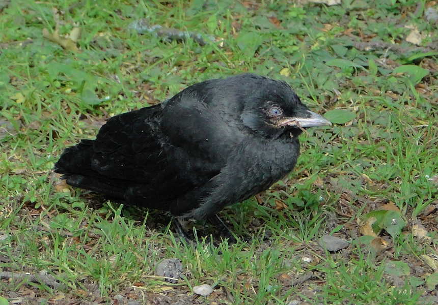 CJE's Wild Life: Baby Jackdaw
