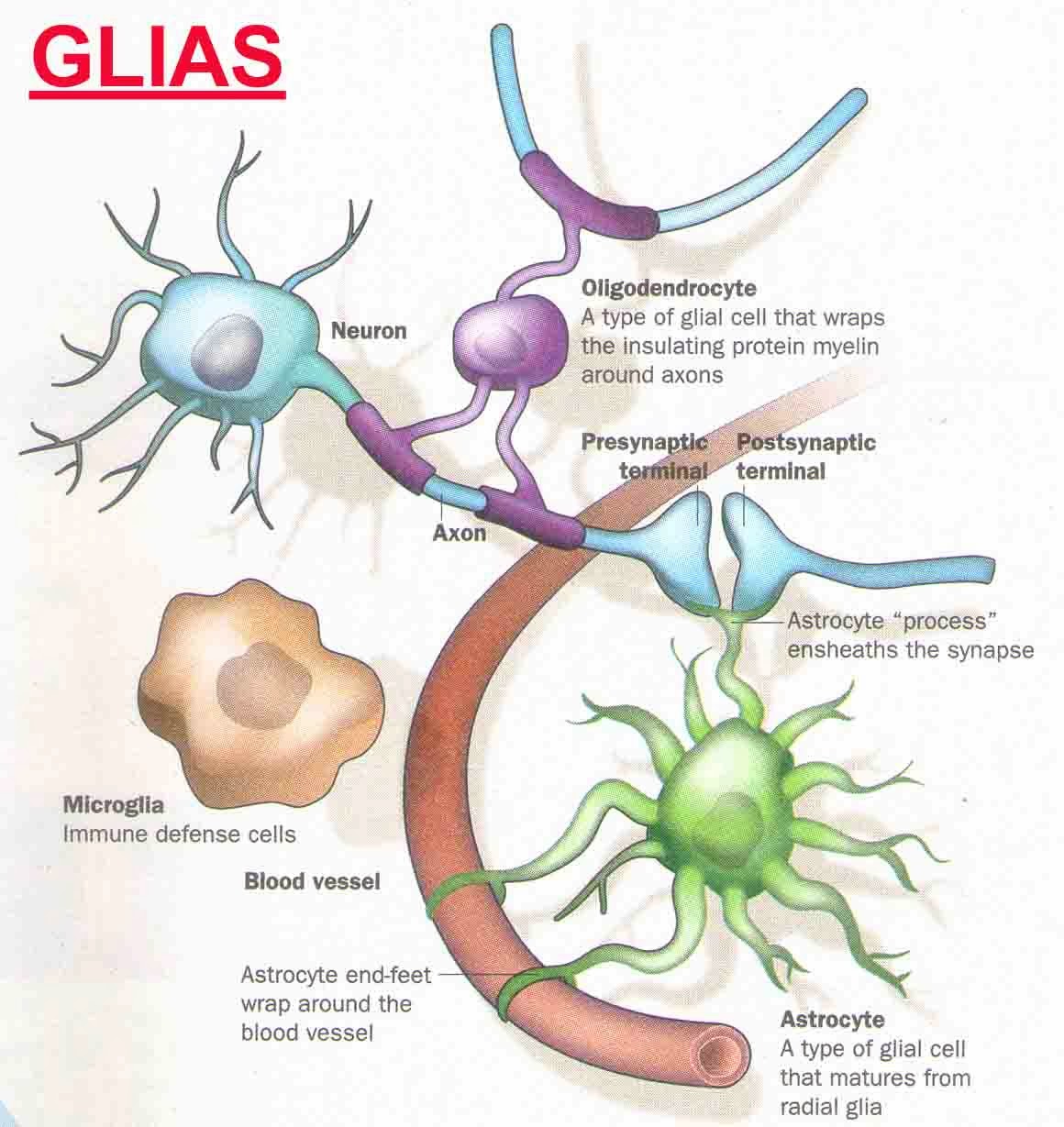 glia+image.jpg (1160×1229) | Neurociencia, Neurología, Neuronas