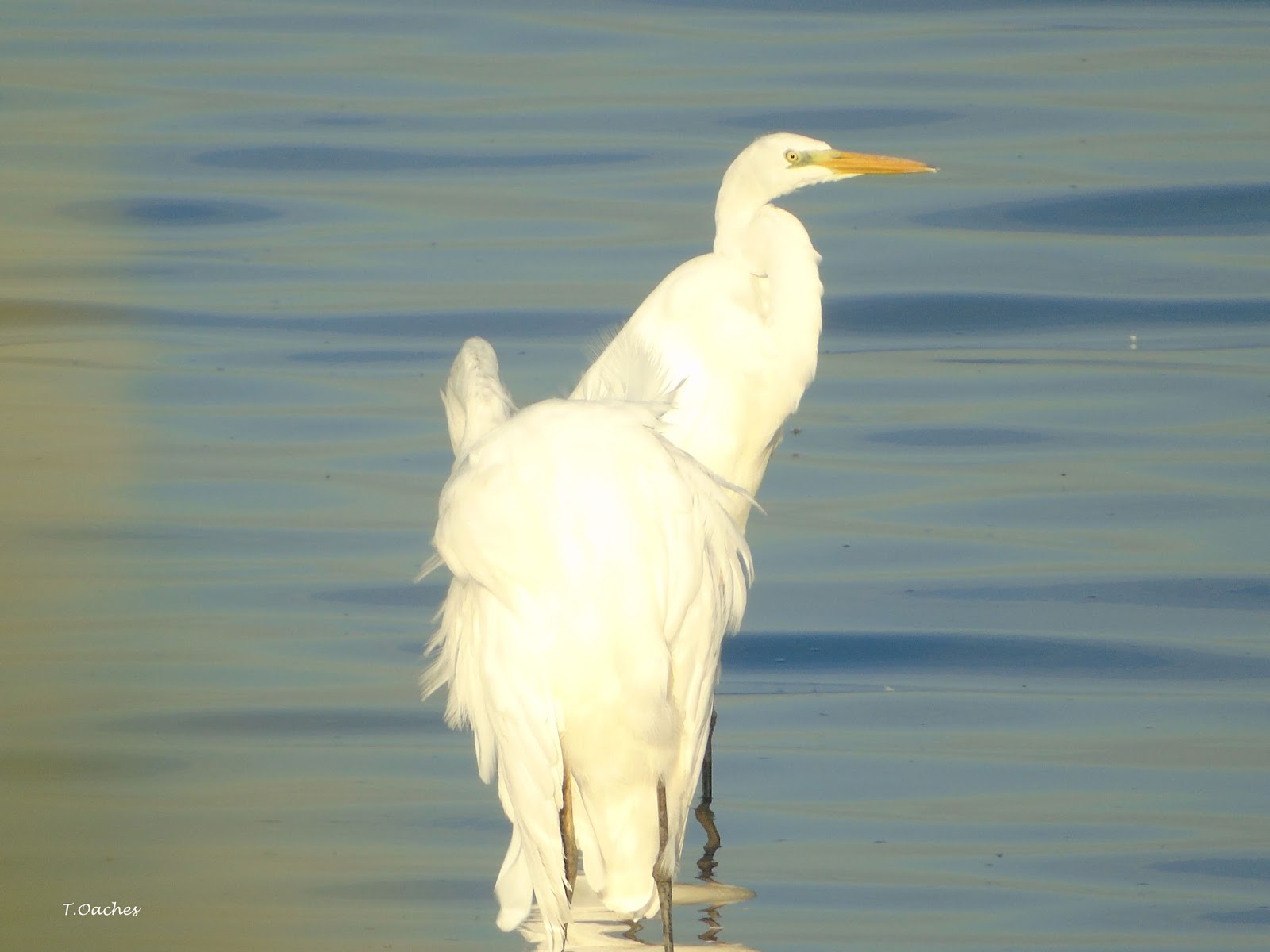 PASARI DIN ROMANIA: EGRETA MARE, Ardea alba