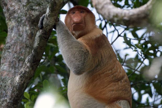 Internet DNA: Los 10 Animales Mas Feos Del Planeta!