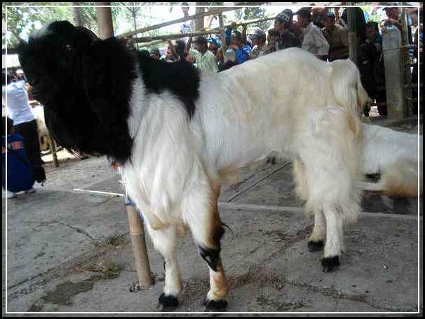 Cara Berternak Kambing ETAWA / PE / SENDURO: Cara Ternak dan Memelihara ...