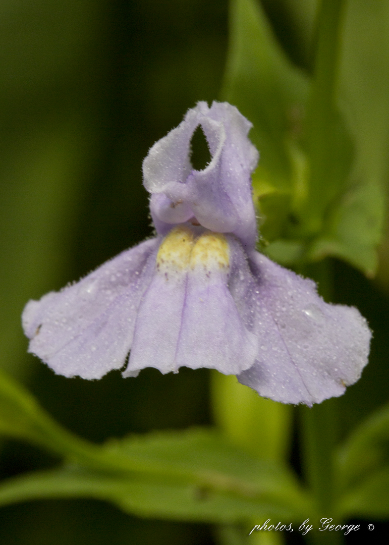 "What's Blooming Now" : Square-Stemmed Monkeyflower (Mimulus ringens)