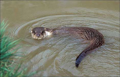 Phantoms and Monsters - Real Eyewitness Cryptid Encounter Reports