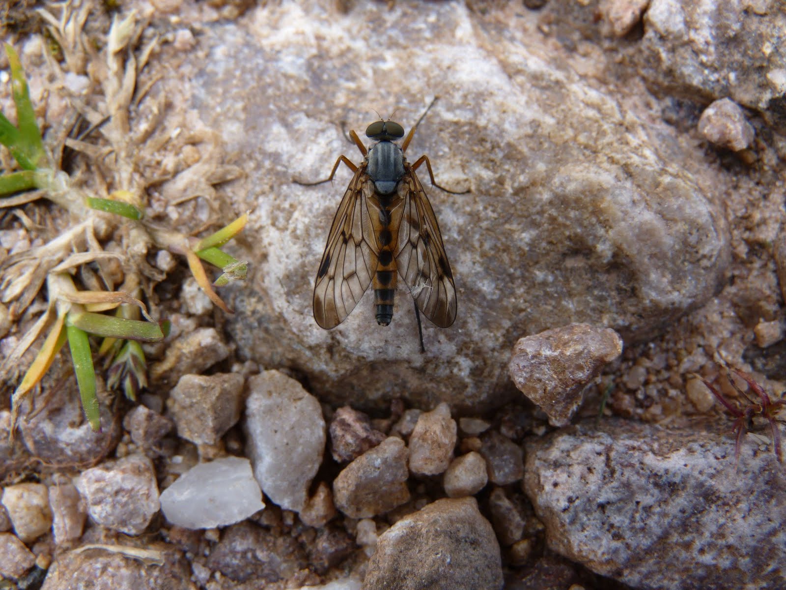 Islay Natural History Trust: Lesser Meadow Rue, Snipe Fly, Hoverfly and ...