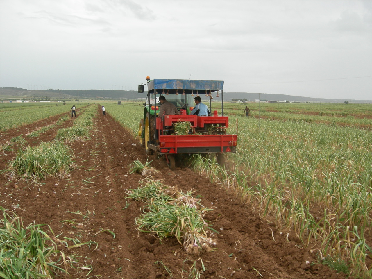 Harvesting Chinese garlic