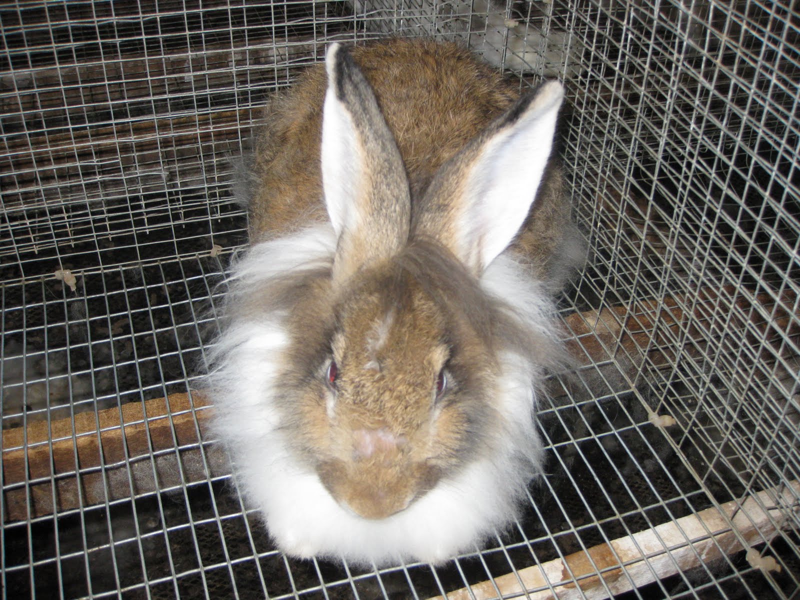 LADANG ARNAB BUKIT BADONG, SELANGOR - PUSAT PENJUALAN DAN PENTERNAKAN ...