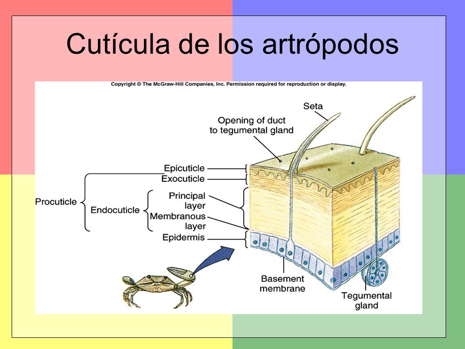 cecieducando: CUTÍCULA