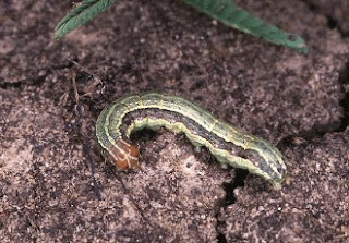 Prime Pest Solutions: Army Worms!