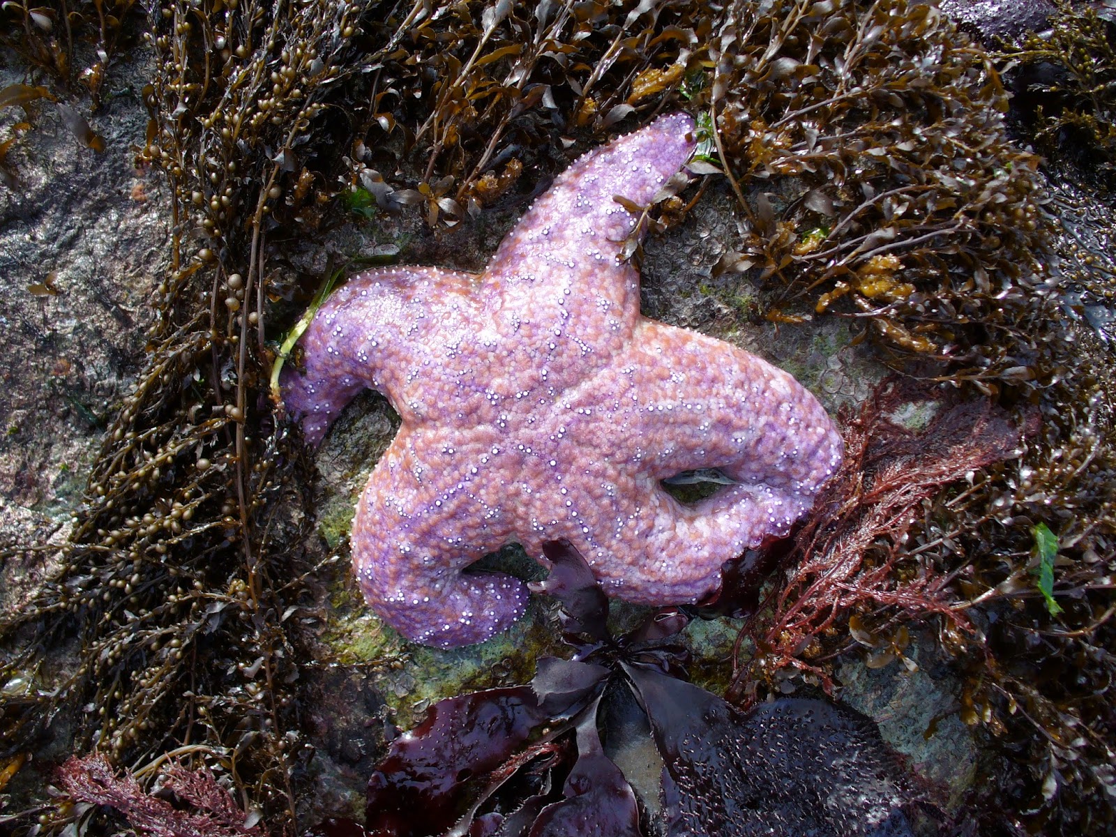 Buzz's Marine Life of Puget Sound: SEA STAR WASTING UPDATE 5-5-15