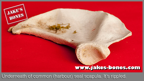 Comparing bones: scapulas (shoulder blades) : Jake's Bones
