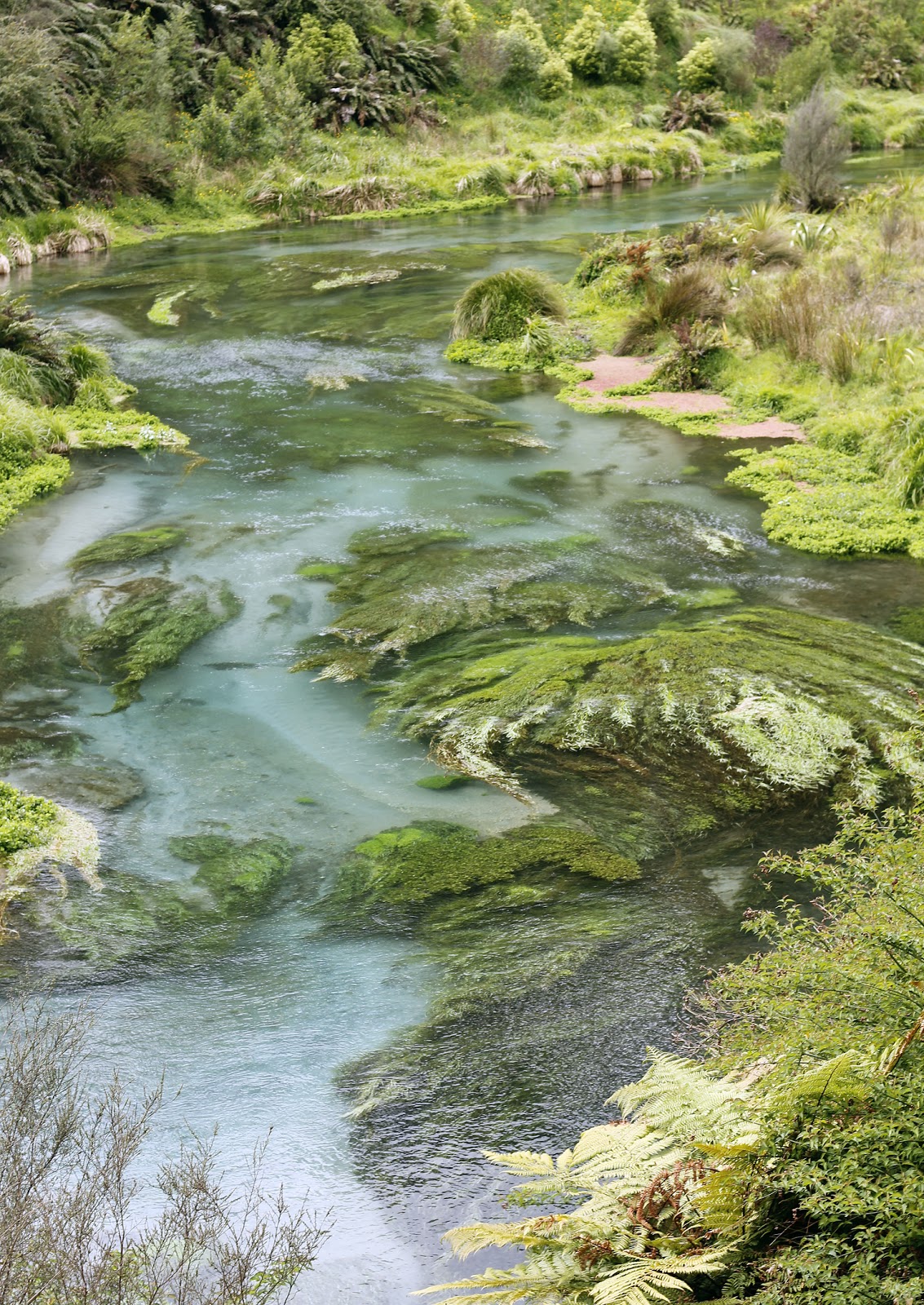 Rotorua Artist Janet Keen's Photography, Mosaics, Paintings & Writing ...