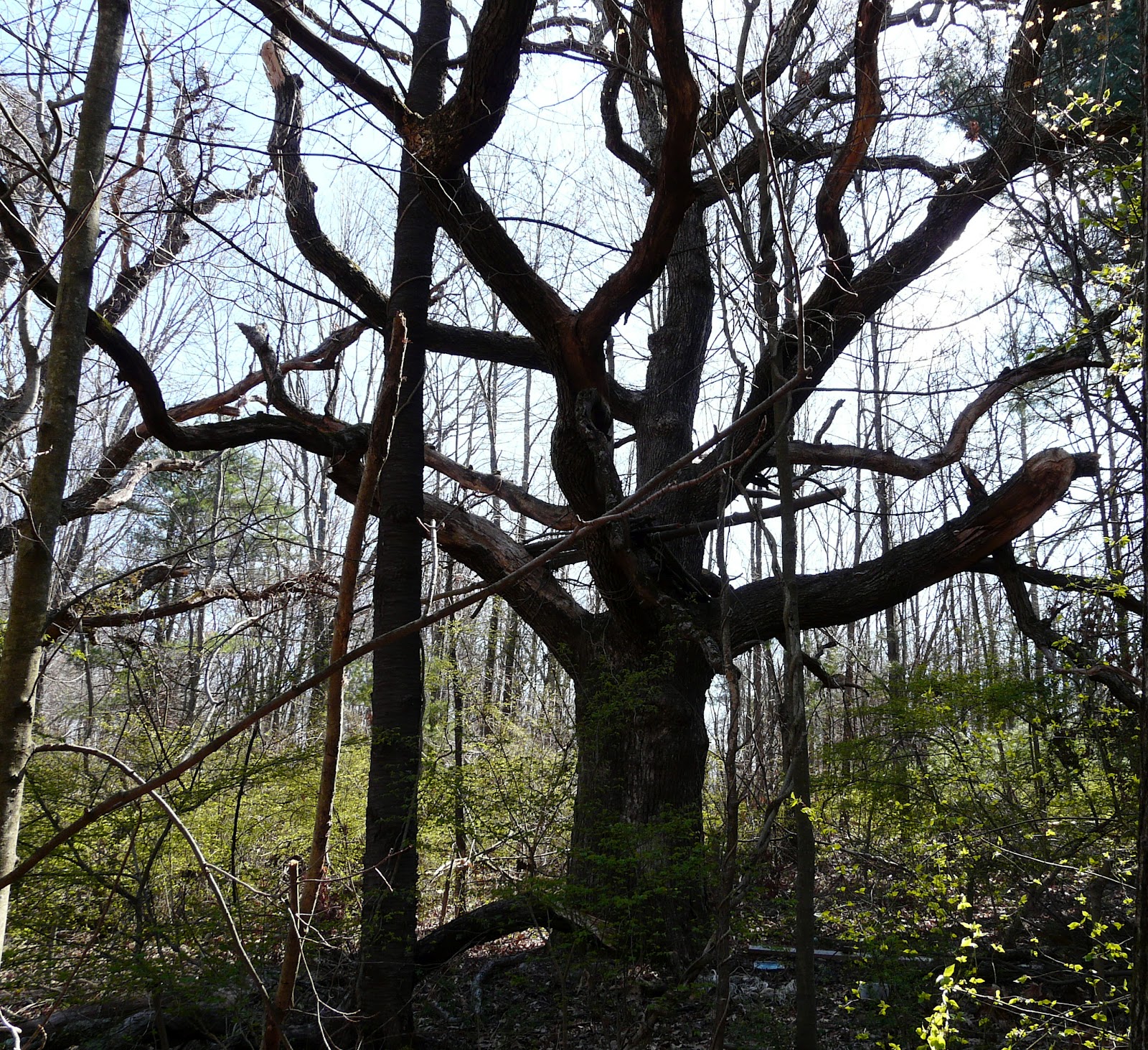 Timberturner + Bowlwood Woodturning: Wolf Trees of New England