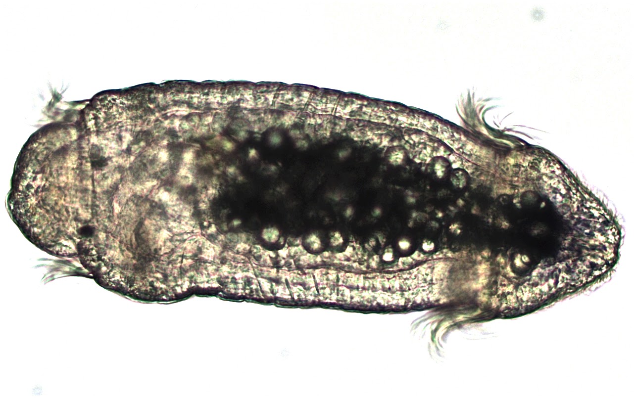 Invertebrate Embryology: Planktonic larvae of the polychaetes Nephtys ...