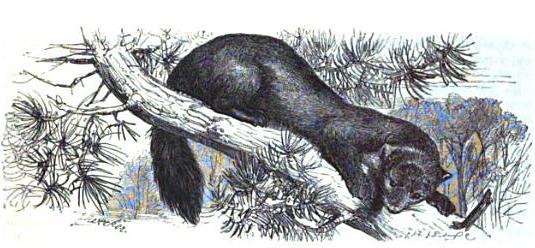 Abe's Animals: Historical sable pictures