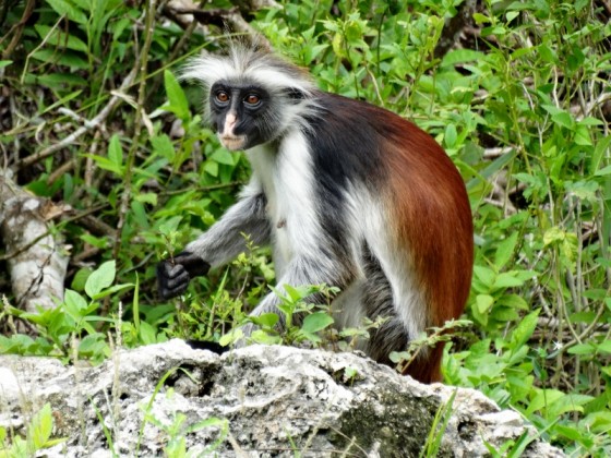 Mono Rojo Colobo, Una Especie Que Corre Peligro ~ Una Mascota Por Dia