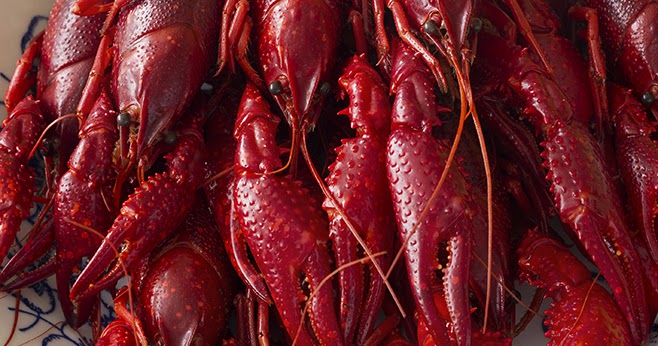 Zupa rakowa, masło rakowe. Jak gotować raki? | Kuchnia nasza polska ...