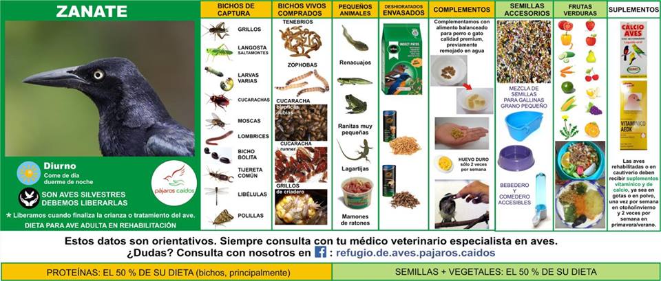 Alimentación de Quiscal o Zanate (Quiscalus mexicanus)