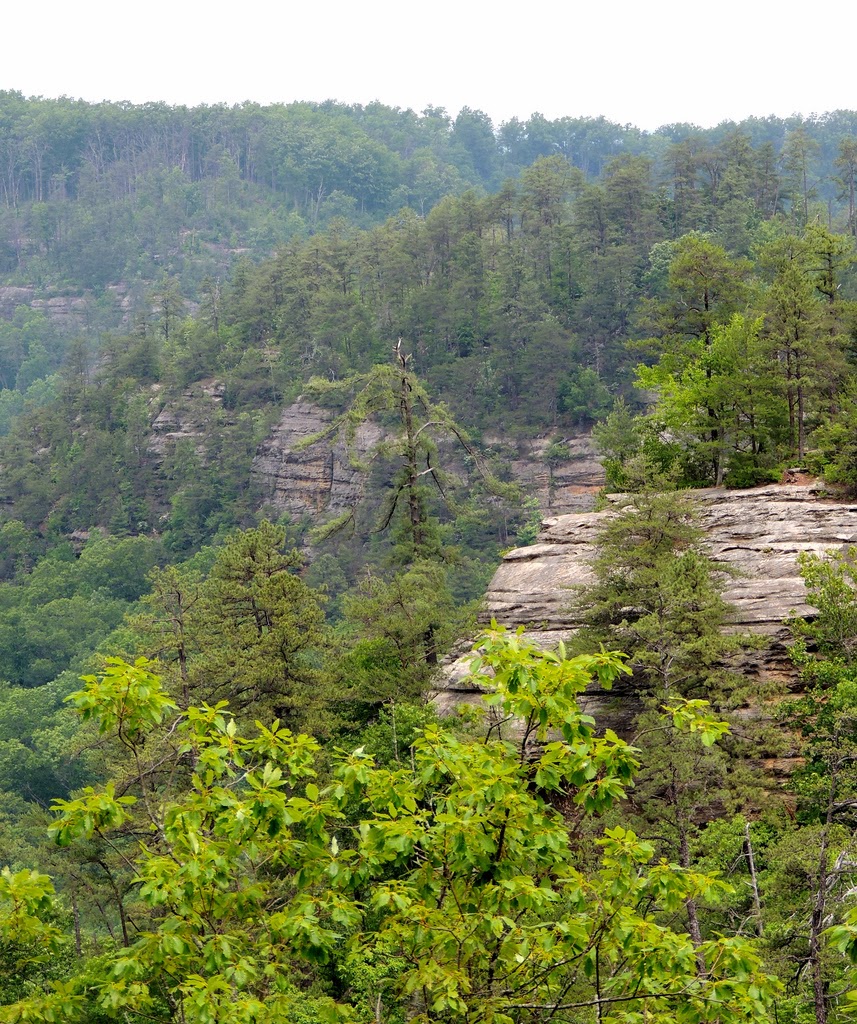 Birding Is Fun!: Birding the Red River Gorge (Kentucky)