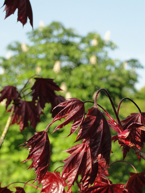 Chateau Moorhen..... goes south!: The morning light