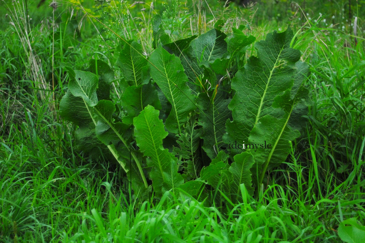 idę i myślę... o jedzeniu! – dzikie rośliny jadalne: chrzanić to!