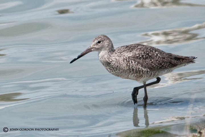 John Gordon/Listening to Birds: Willet or Won't It