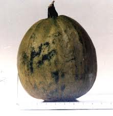 New World Food: Harvest Ingredient 6: New World Gourds And Squash