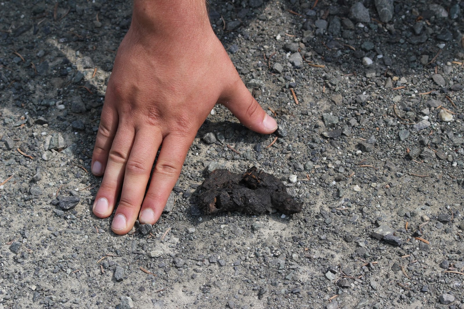 Wolverines of Washington