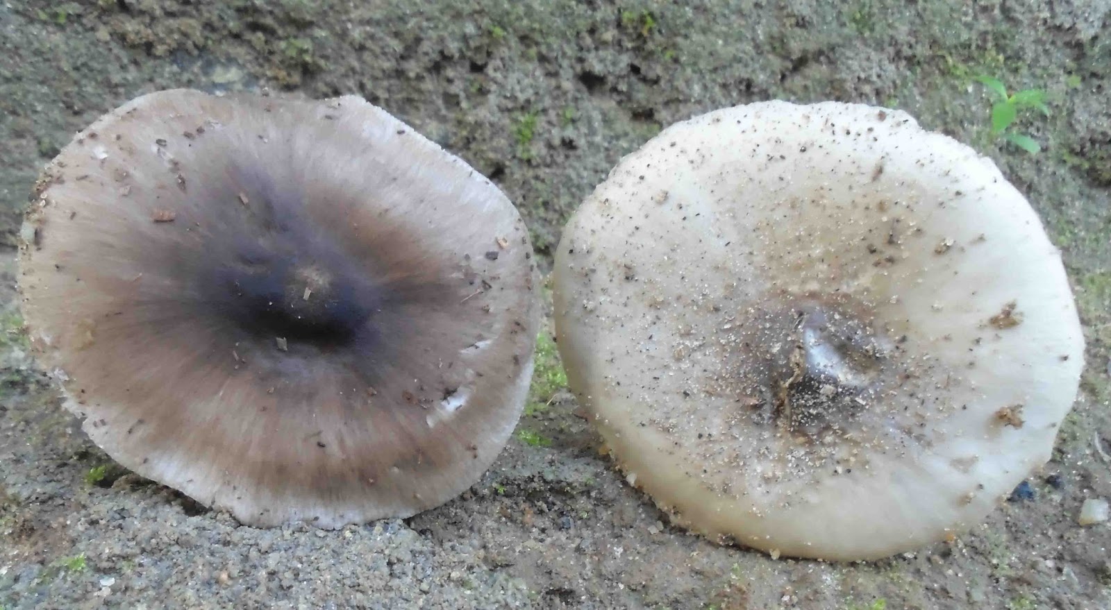 Mushrooms - Bimmal - Hathu - බිම්මල් - හතු: බිම්මල් - මහ වැලි හතු