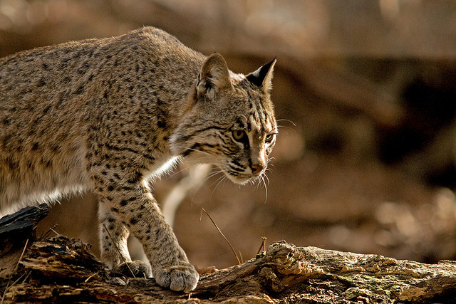 The Bobcat – Resilient Predator of North America | The Ark In Space