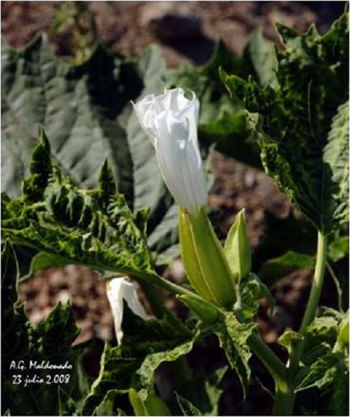 BIODIVERSIDAD COSTA GRANADINA Y...: Estramonio, berenjena del diablo ...