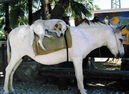 Funny animals riding other animals (15 pics) | Amazing Creatures