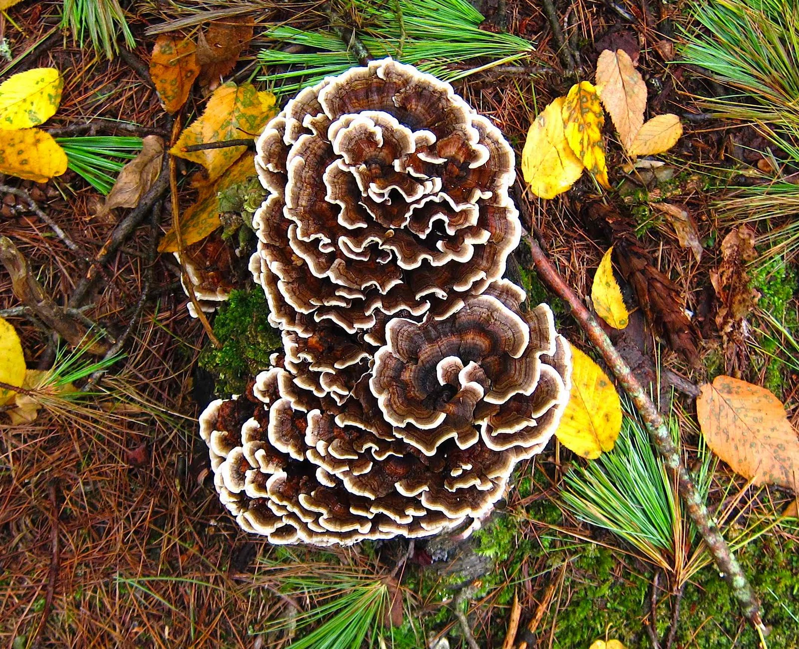 Saratoga woods and waterways: Turkey Tail Tales