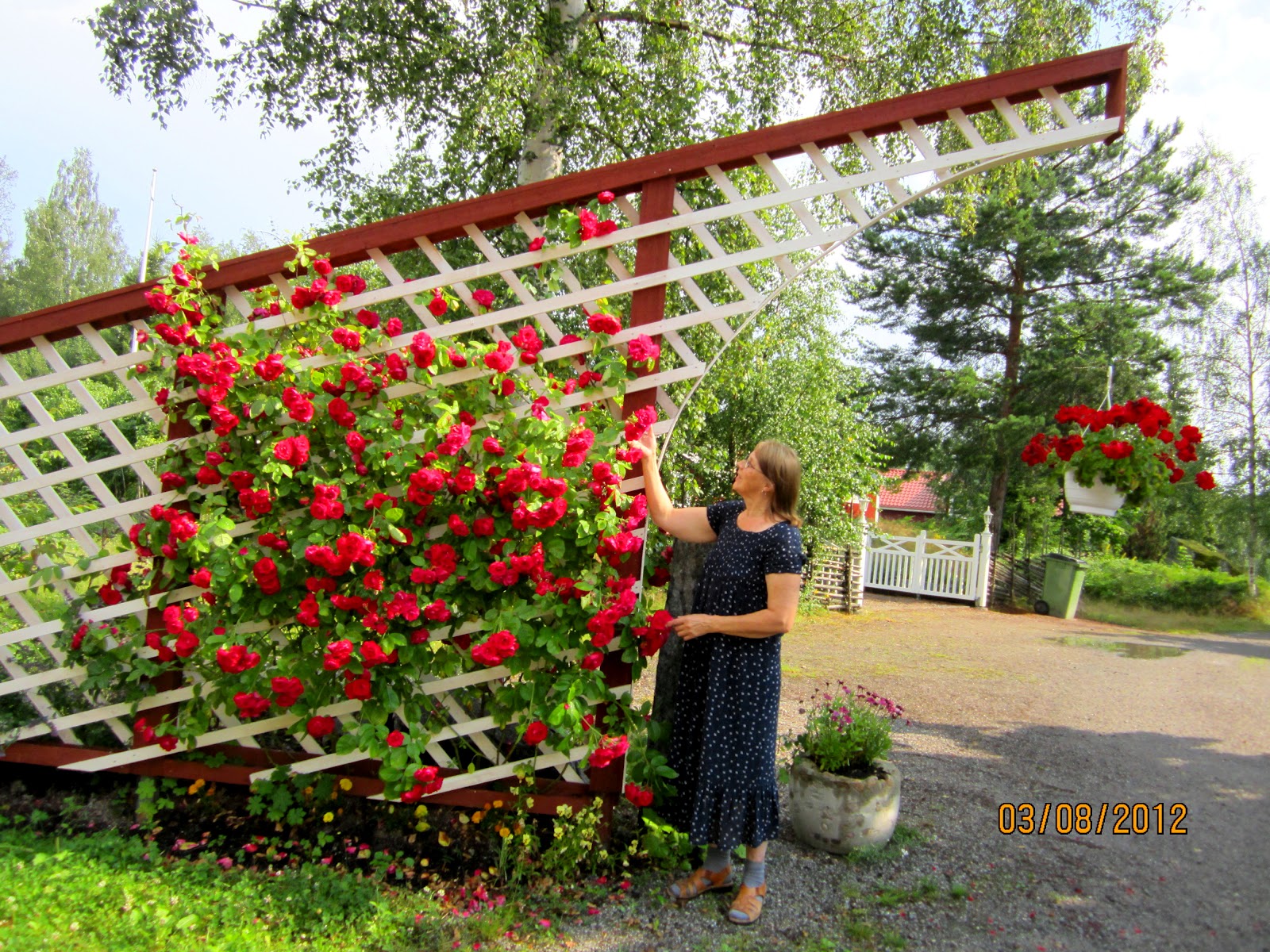 Metsätontun Ruusutarha: Ruusuharppu