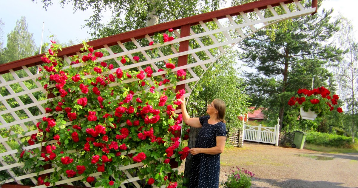 Metsätontun Ruusutarha: Ruusuharppu