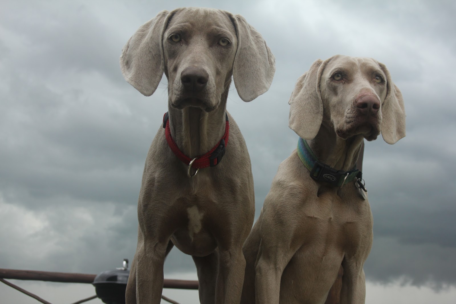 Southwest Daily Images: A Pulchritude of Weimaraners