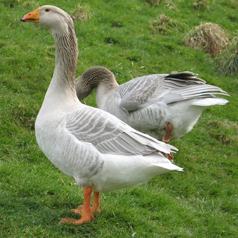 Breed Savers: Steinbacher Geese